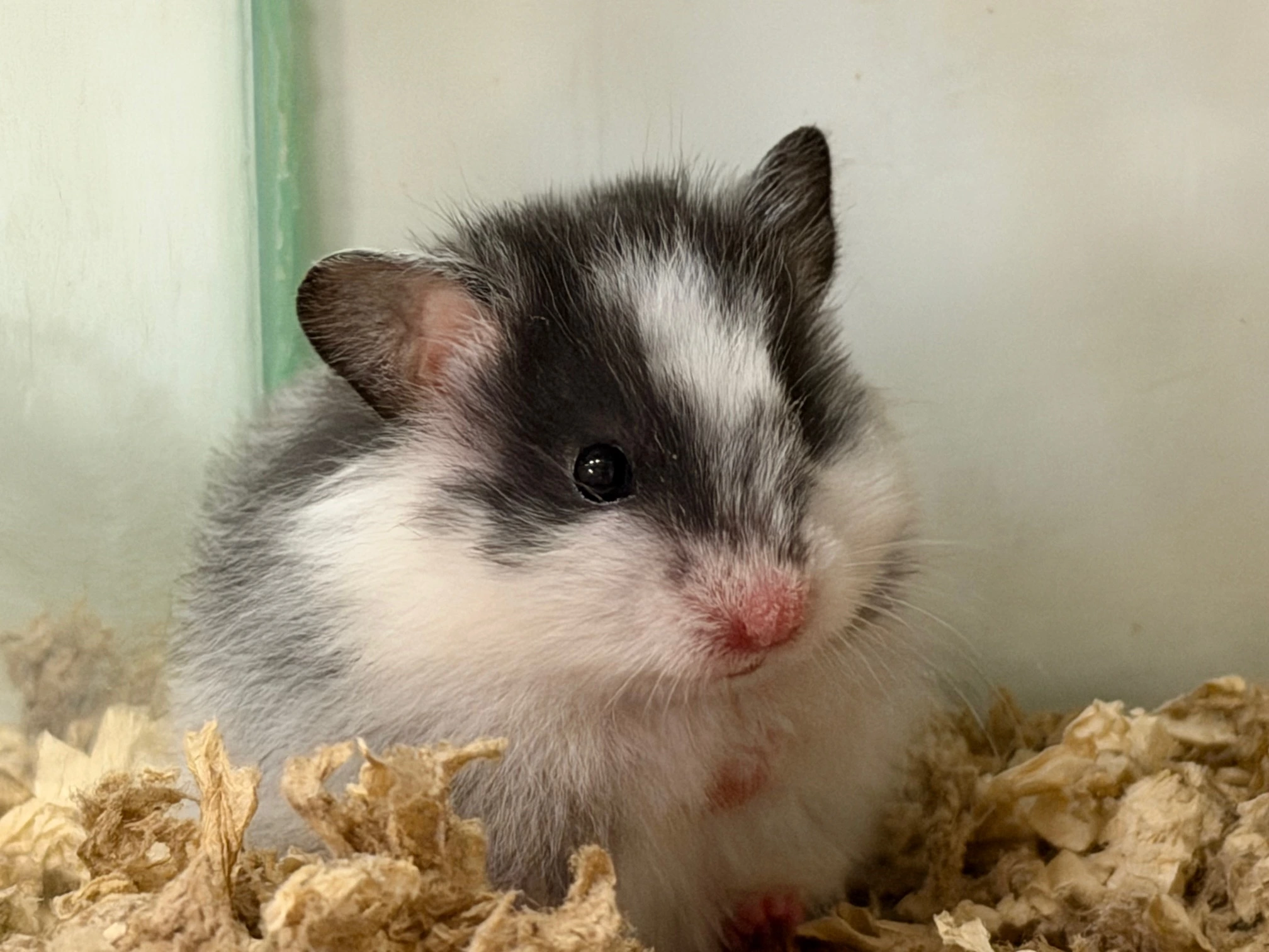Dalmatiner Guldhamster (Mesocricetus auratus), 2 på lager, køb nu kun ...