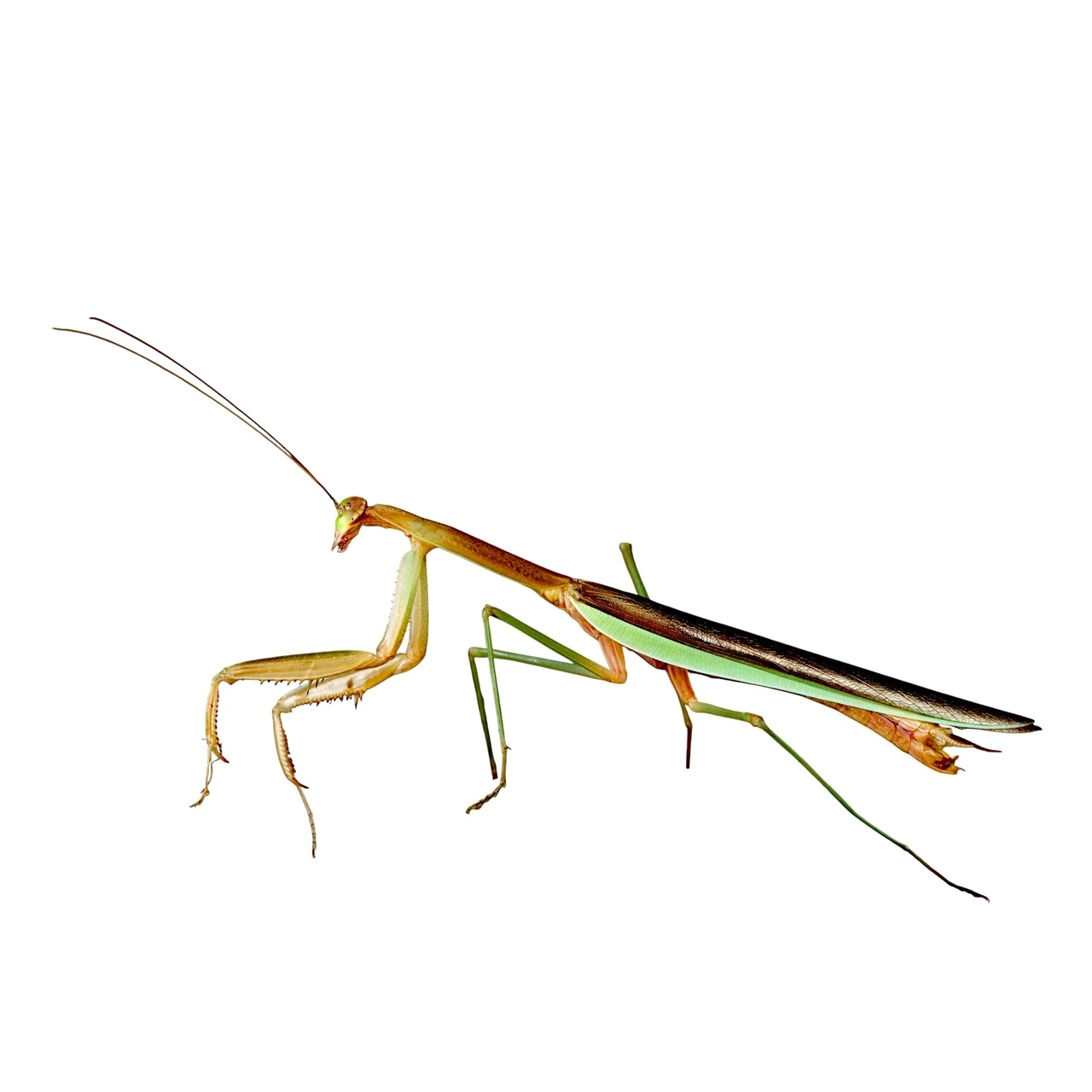 Knæler Kinesisk (Tenodera sinensis) - Rolig og fascinerende